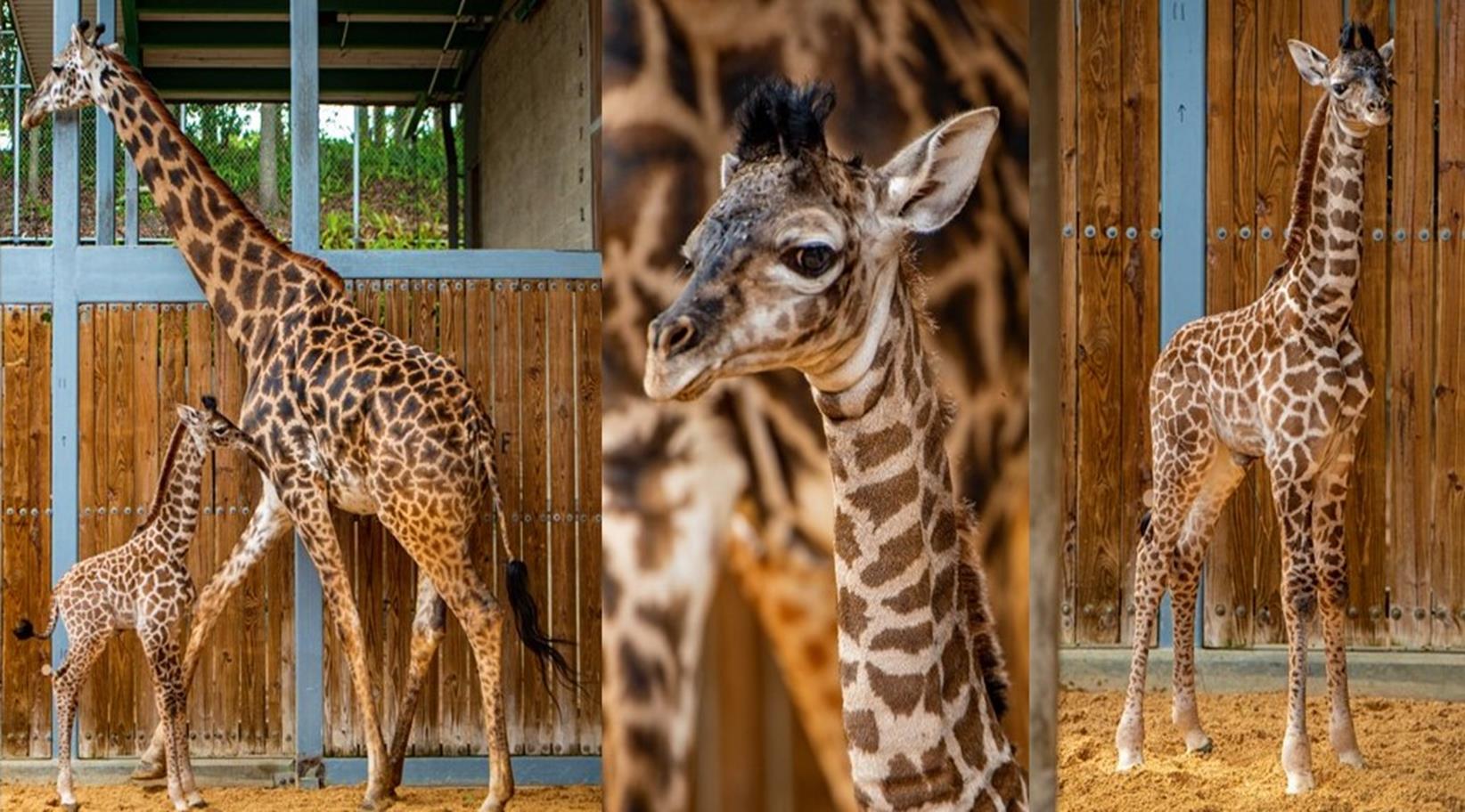 Walt Disney World Resort da la bienvenida a un adorable crío de jirafa ...
