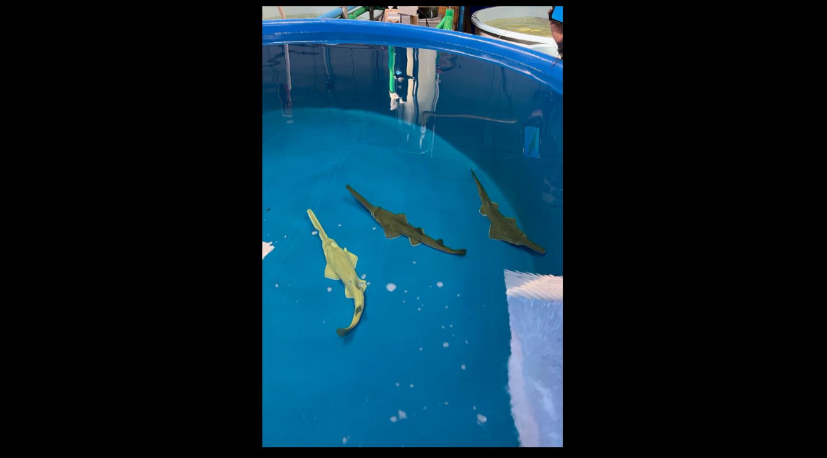 SeaWorld Orlando celebra un importante hito en la conservación con el ...